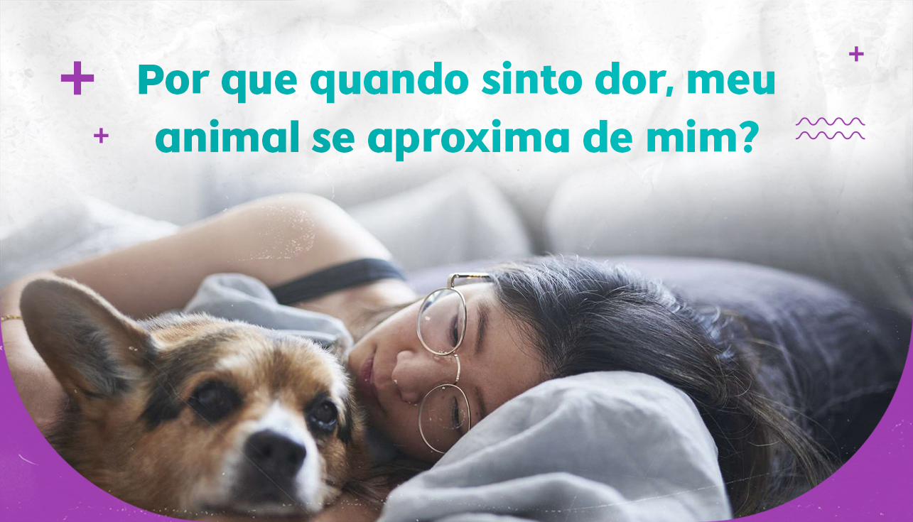 Por que Quando Sinto Dor, Meu Animal Se Aproxima de Mim? - Blog ...